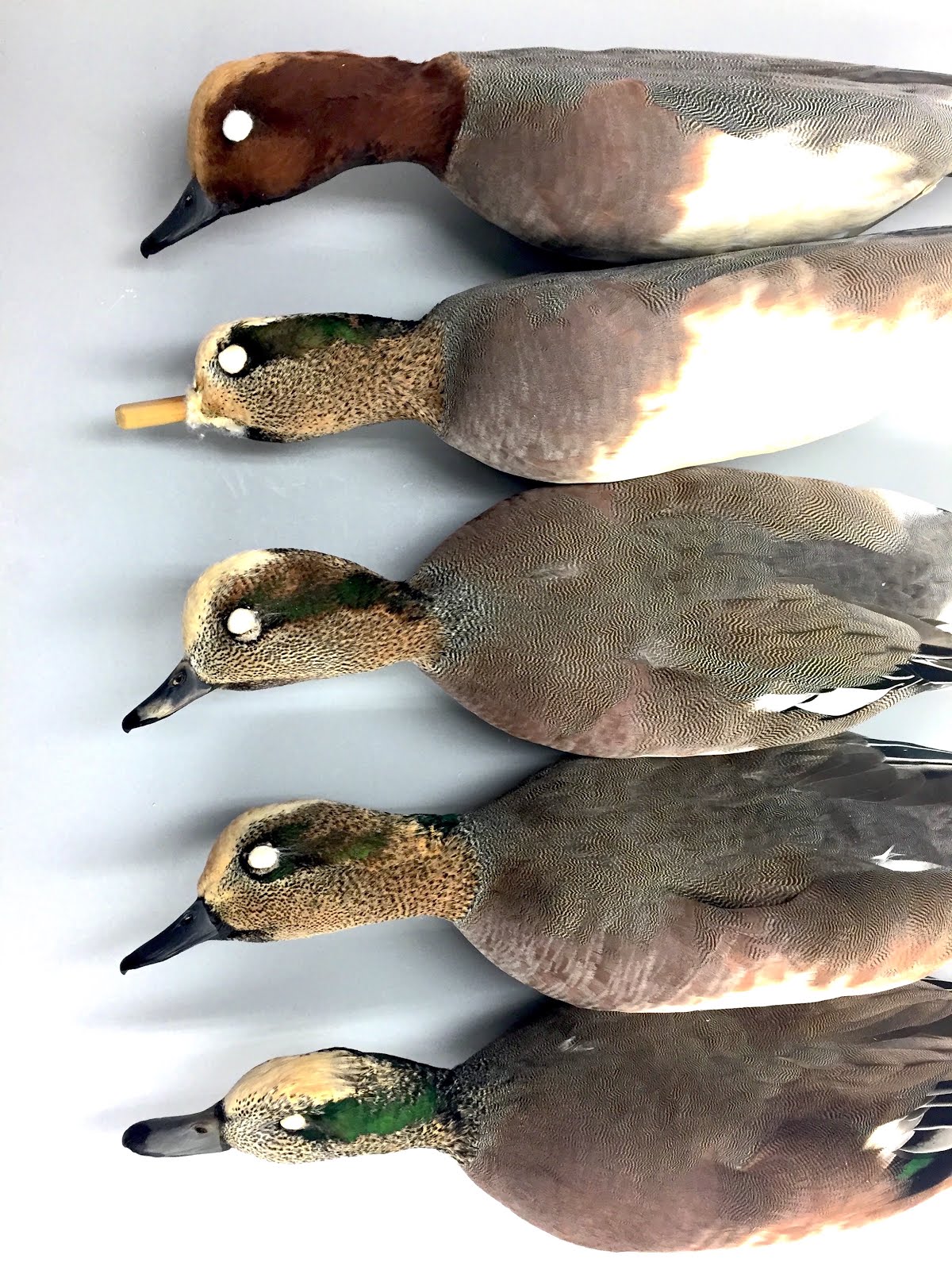 Hybrid Duck Study: A GALLERY OF DONATED HYBRIDS