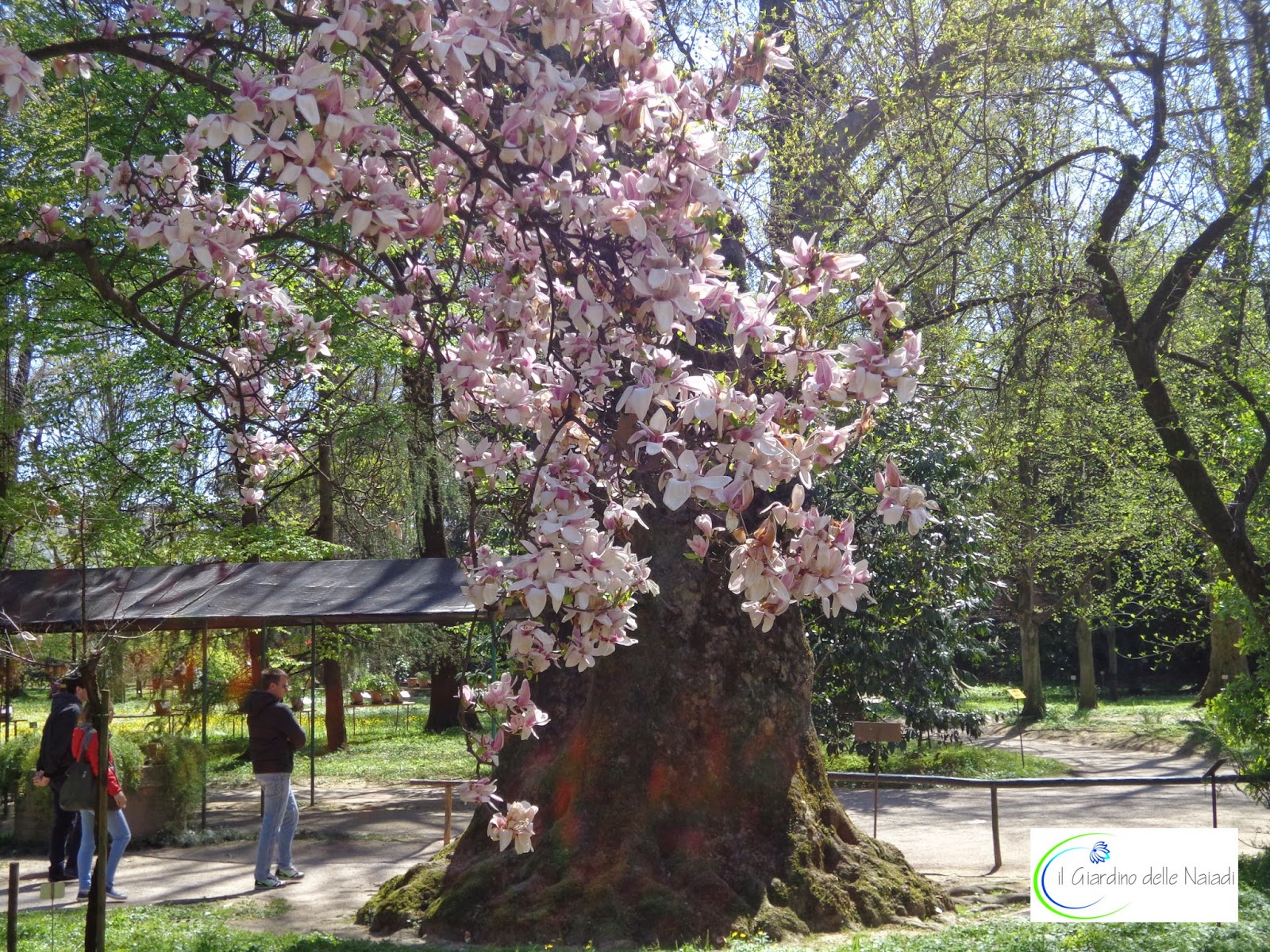Il giardino delle Naiadi: ORTO BOTANICO DI PADOVA, LE NUOVE SERRE