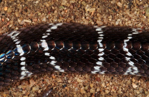 Deadly Poisonous Snakes of Sri Lanka: Bungarus caeruleus (Indian krait ...