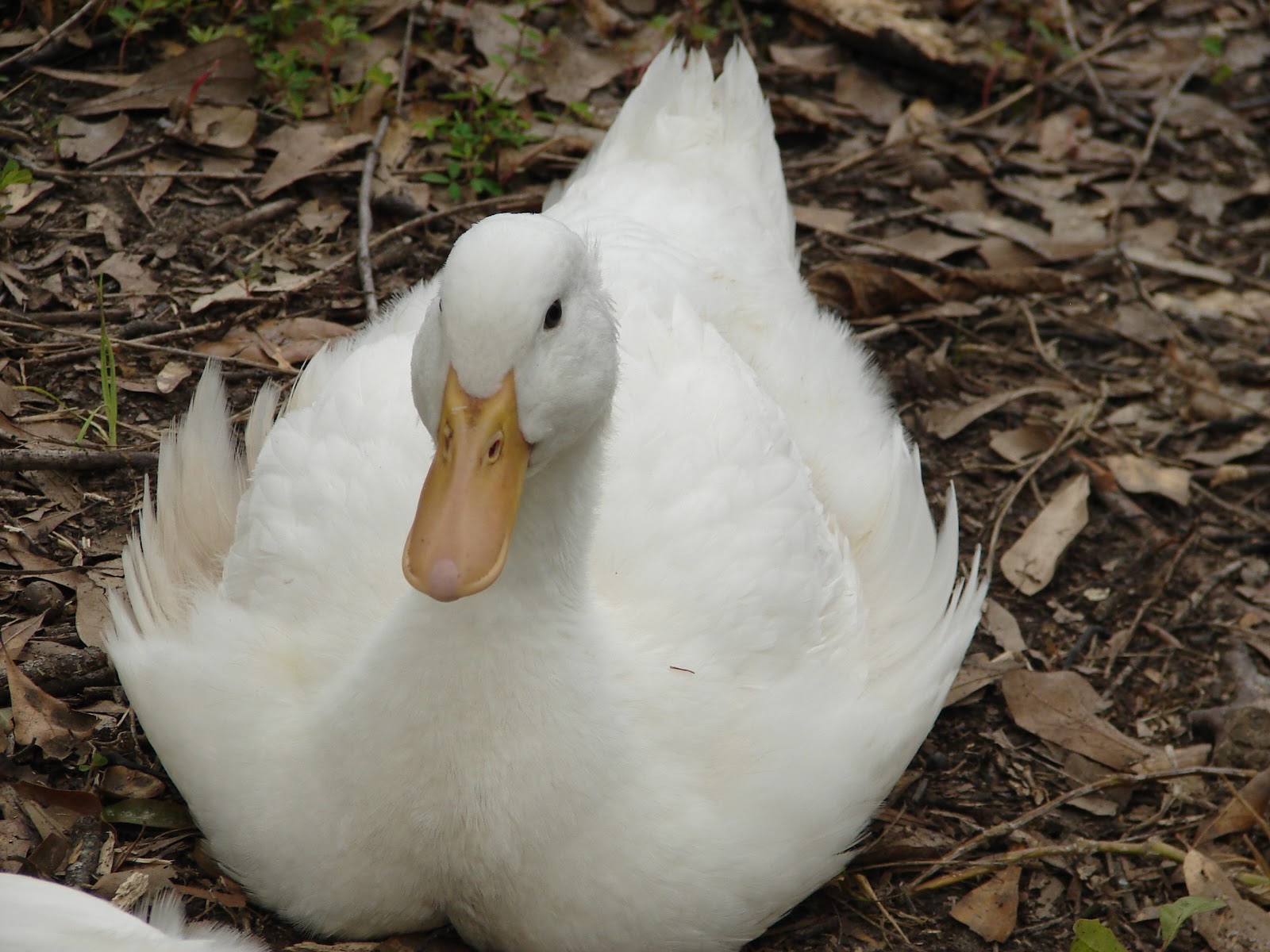 Little Things of Texas: Culling The Flock: Ducks and Rain Delays