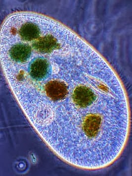 biologiaI: dominio eukarya