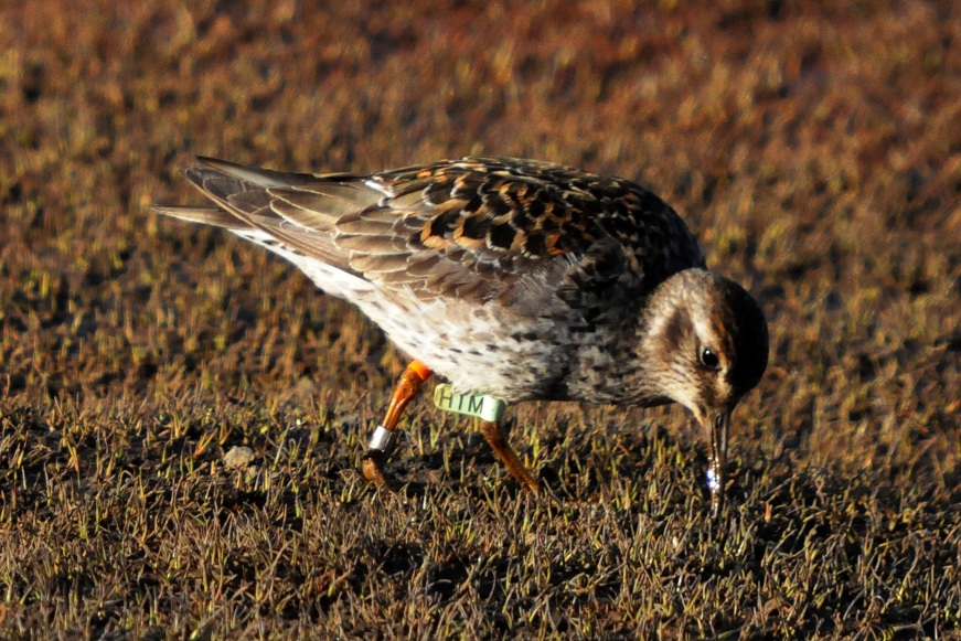 BTO Bird Ringing - 'Demog Blog': From one cold coast to the other