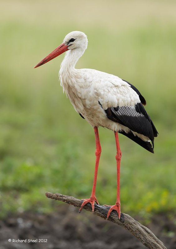 Wildlife Photographic Journals: July 2012