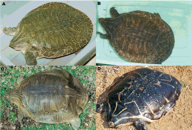 Chitra (genus) - Alchetron, The Free Social Encyclopedia