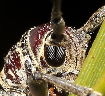 BunyipCo: January 2017