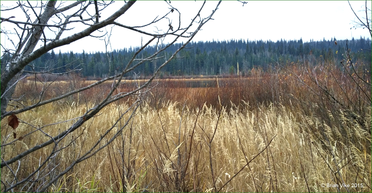 Northern Interior British Columbia: Rose Lake British Columbia (Pictures)