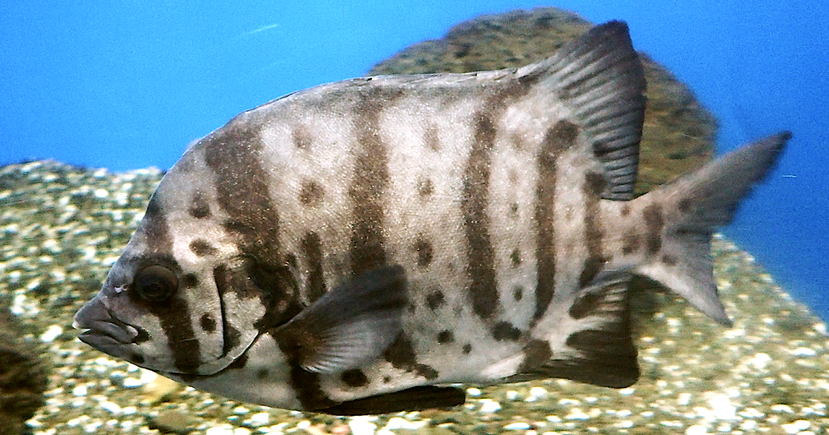 Aquarium Movies (Japan) archive 生きている魚図鑑: イシダイ X イシガキダイ Striped ...