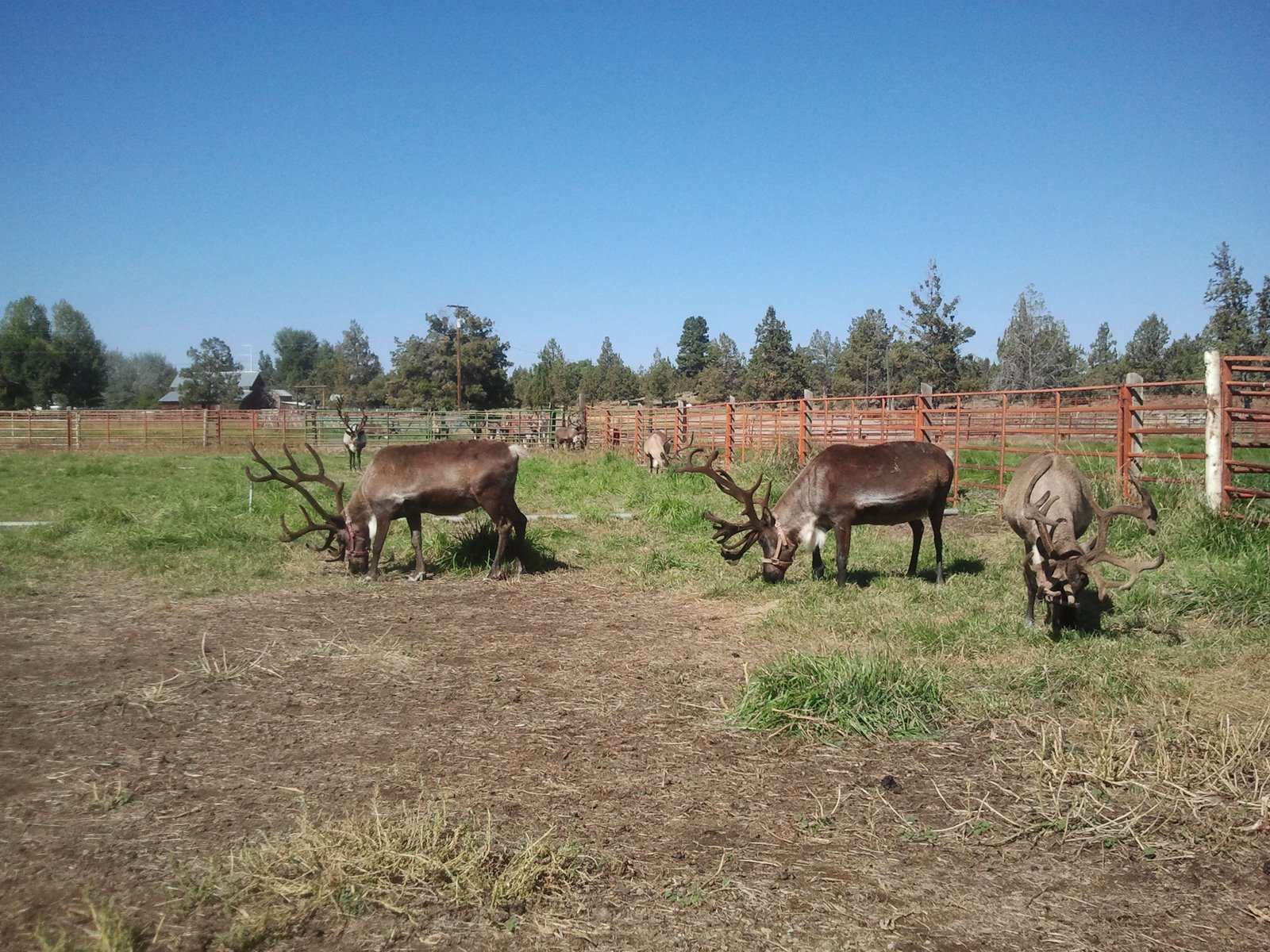 Operation Santa Claus Reindeer Ranch, Redmond