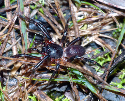 Variety of Life: Rastelloidina