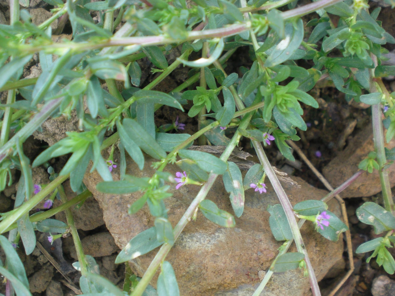 Perfumes y luces de Extremadura: Lythrum hyssopifolia, hierba de toro.