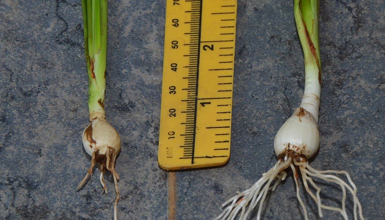 Plants n Plants: Zephyranthes Candida Plants (Bulb & Flower)