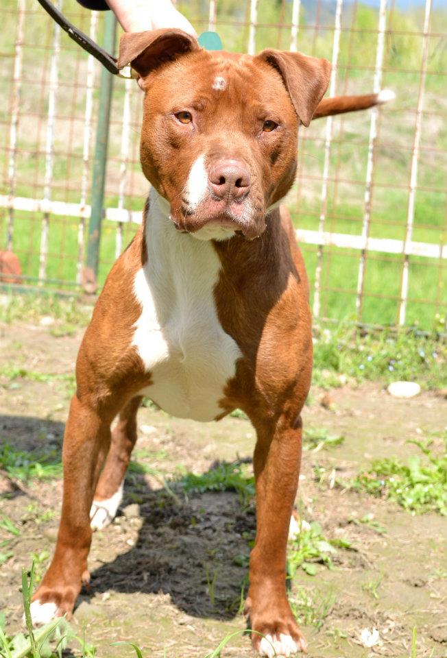 Un Pit Bull Per Amico: ADOTTATO!!! DAYMONE - Pit Bull maschio a ...