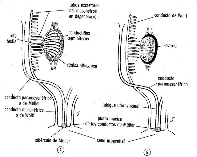Embriologia : Sistema Genital Masculino