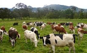 Las Ocho Maravillosas Regiones del Perú: REGIÓN YUNGA