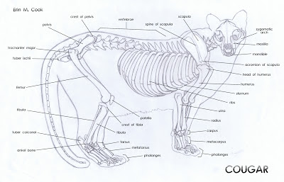 Bio Geo Nerd: Puma concolor