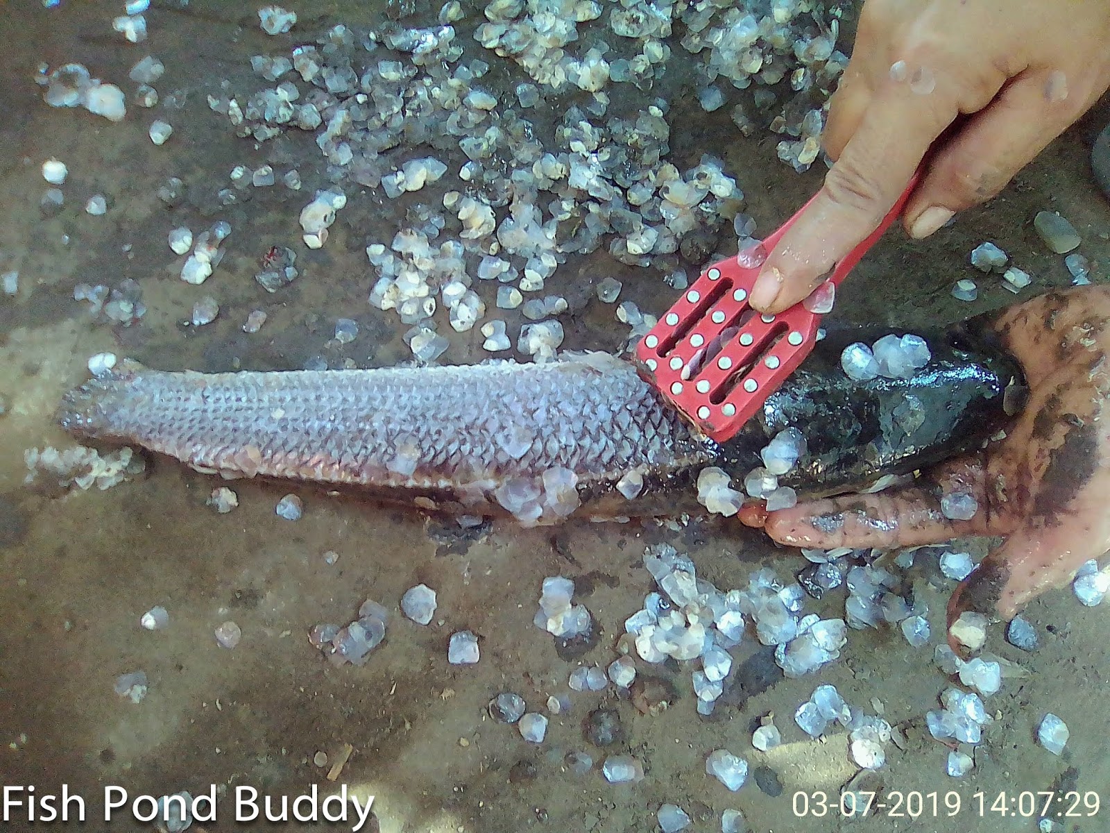 Fish Pond Buddy: How to Clean Mudfish ("Dalag")