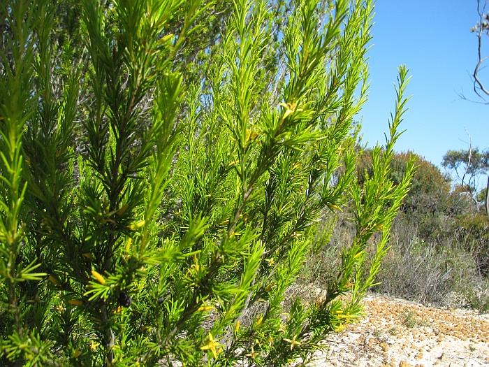 Esperance Wildflowers: Persoonia dillwynioides - Fitzgerald Persoonia