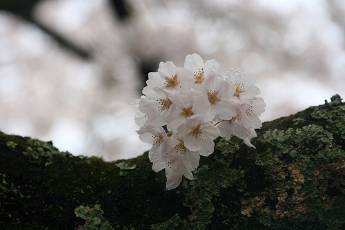 Poezia Iubirii: aprilie 2011