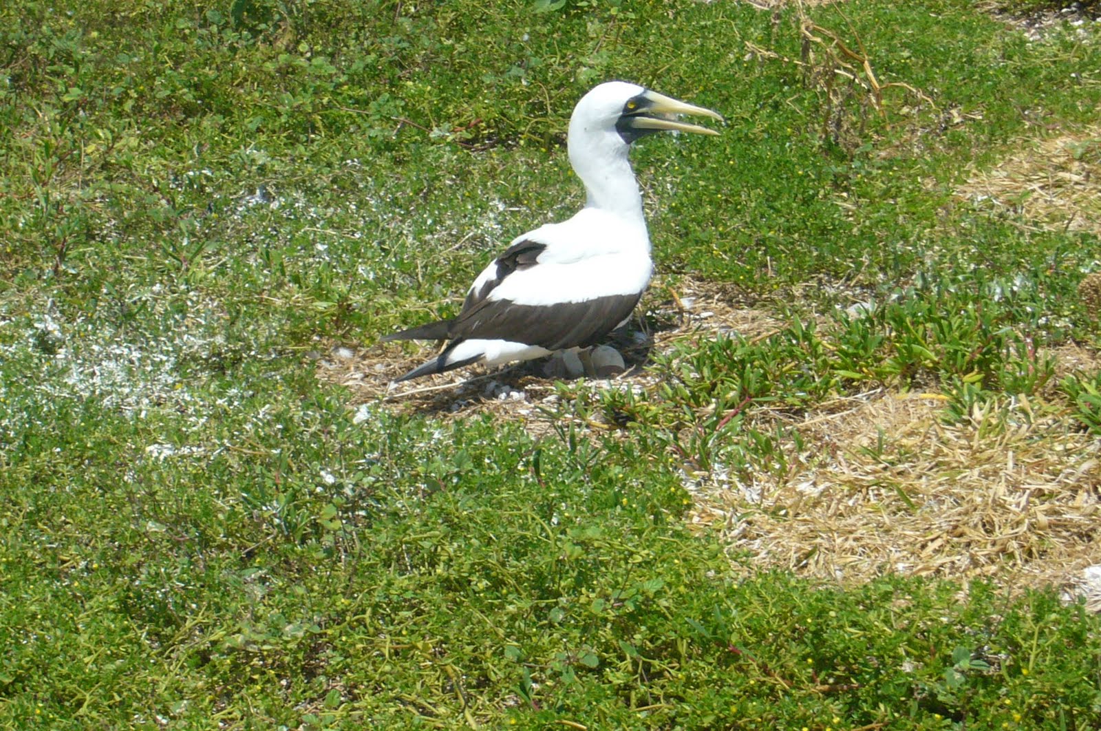 B l u d u m !: Pedro Cays