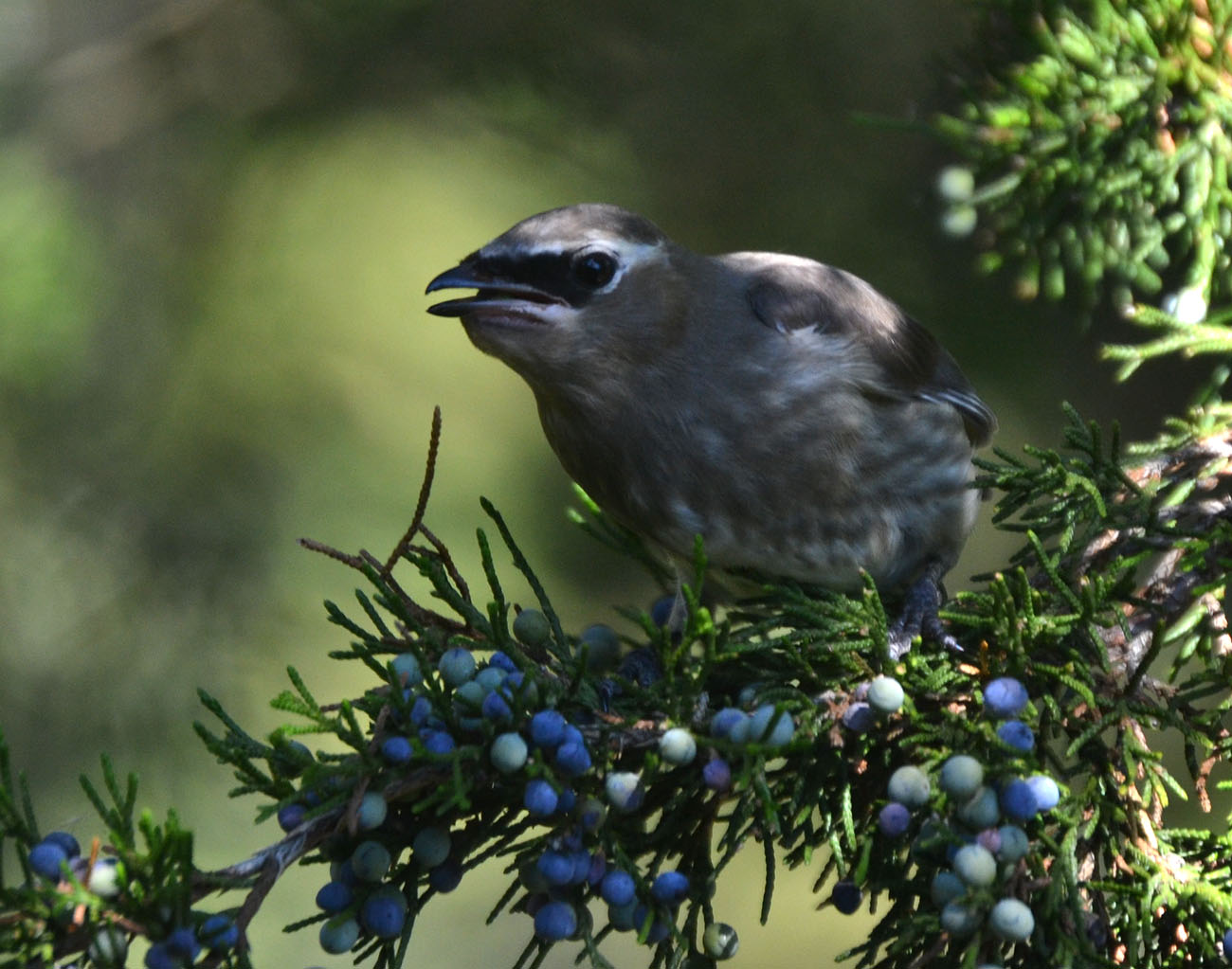 Woods Walks and Wildlife: October 2013
