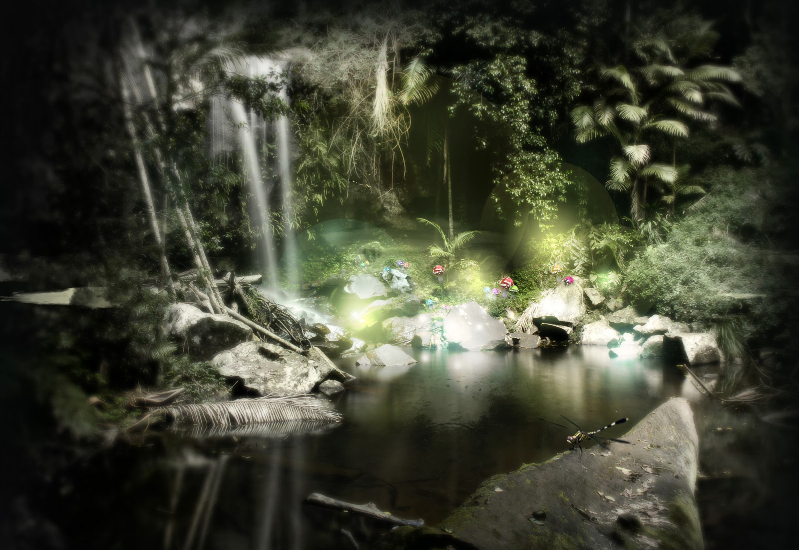 Andy foto natura: Bosques encantados