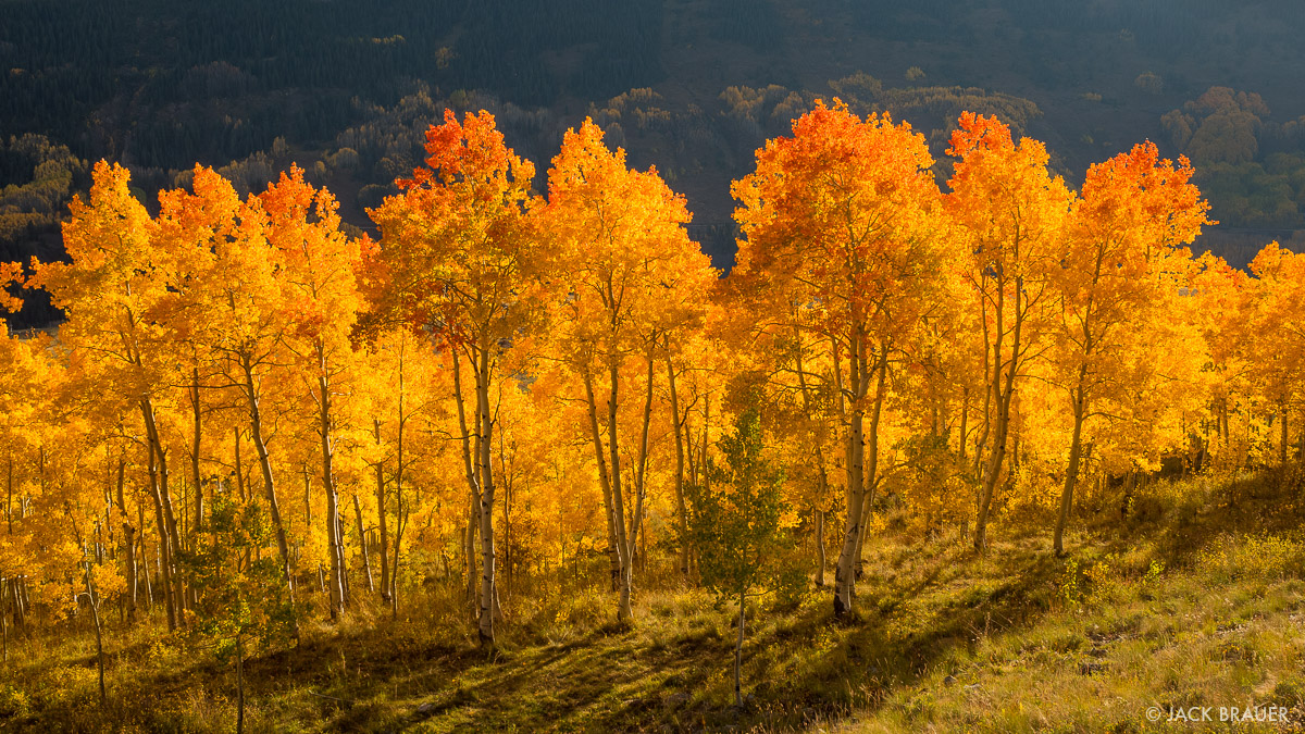 Fire Ecology: Fire Adaptations