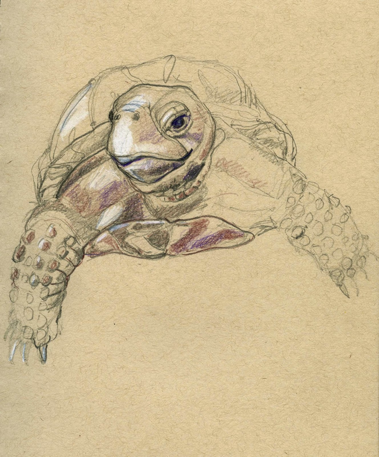 Box Turtle Pencil Drawing