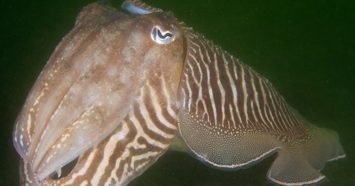 Real Monstrosities: Common Cuttlefish