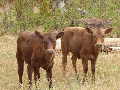 Rural Revolution: Cattle roundup