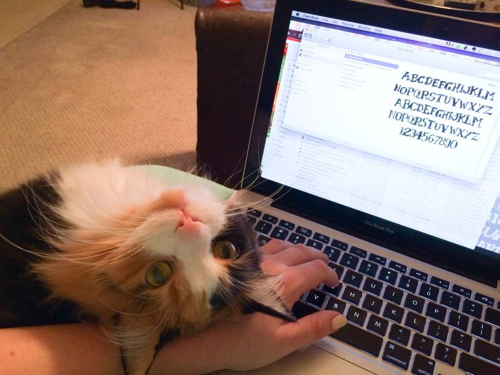 Funny cats - part 100 (40 pics + 10 gifs) | Amazing Creatures