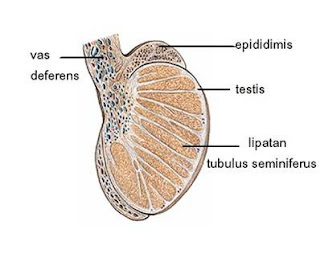 Sistem Reproduksi Pria