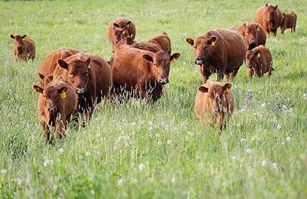 Ripped Ranchers of America