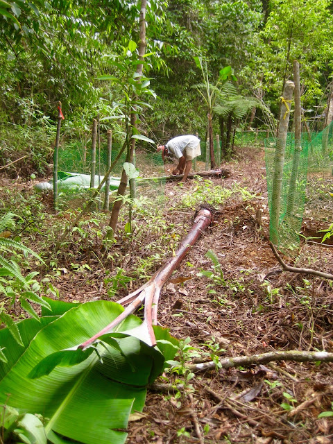 Learning to Live Peace: Continuing a Sri Lankan tradition - Bananas!