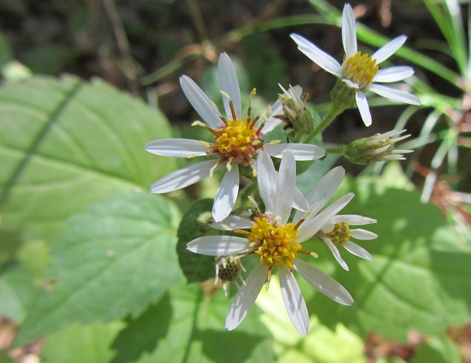 Using Georgia Native Plants: Asters, Asters, Asters