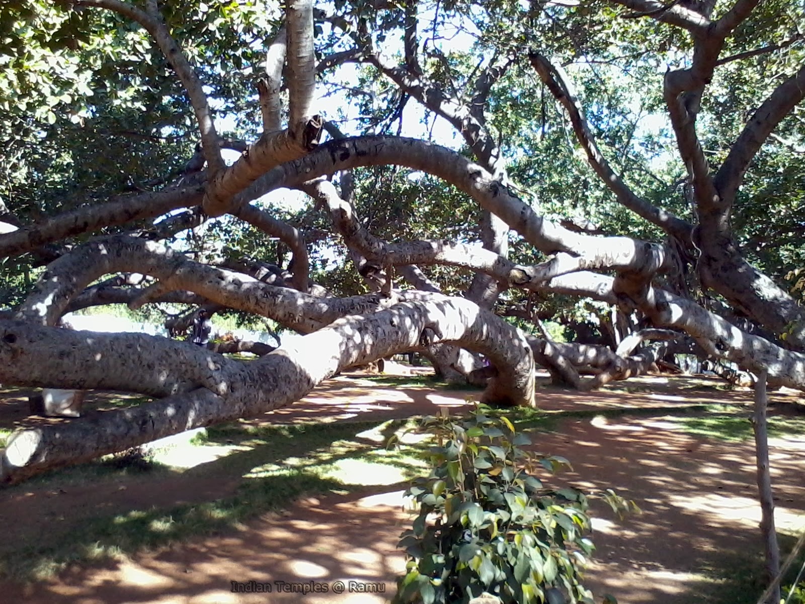 Pillalamarri Banyan Tree in Mahabubnagar - Indian Temples List