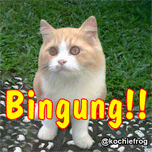 DP BBM Kucing Bingung GIF - DP BBM Motivasi Lucu Blackberry