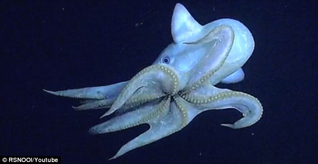 The animal zone: Ghost of the abyss: Eerie dance of the deep-sea ...