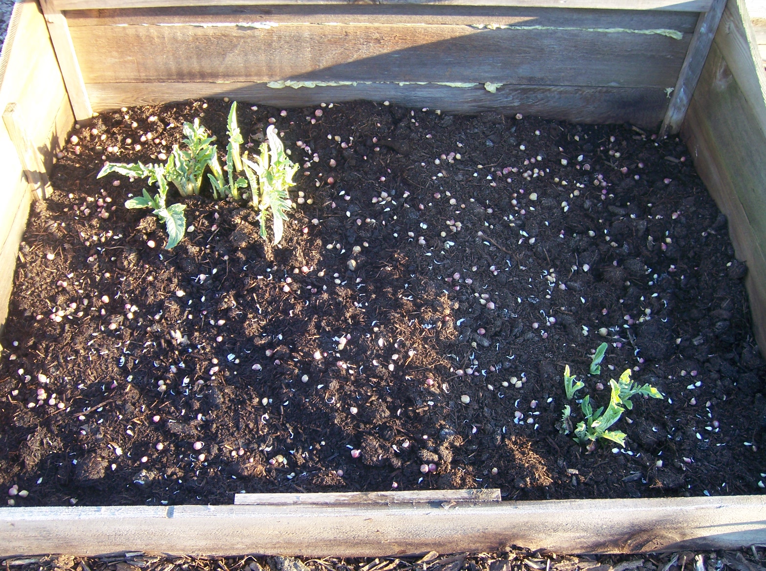 From Seed to Scrumptious: Garlic Bulblets