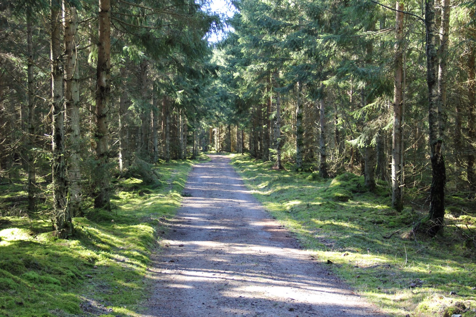 Caroline Ivarsson Photography: På promenad i skogen!