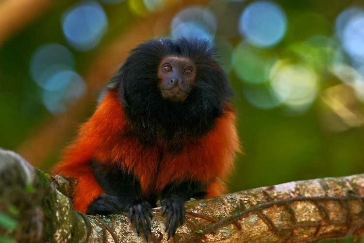 fauna e flora ameaçadas de extinção: MICO LEÃO DE CARA PRETA