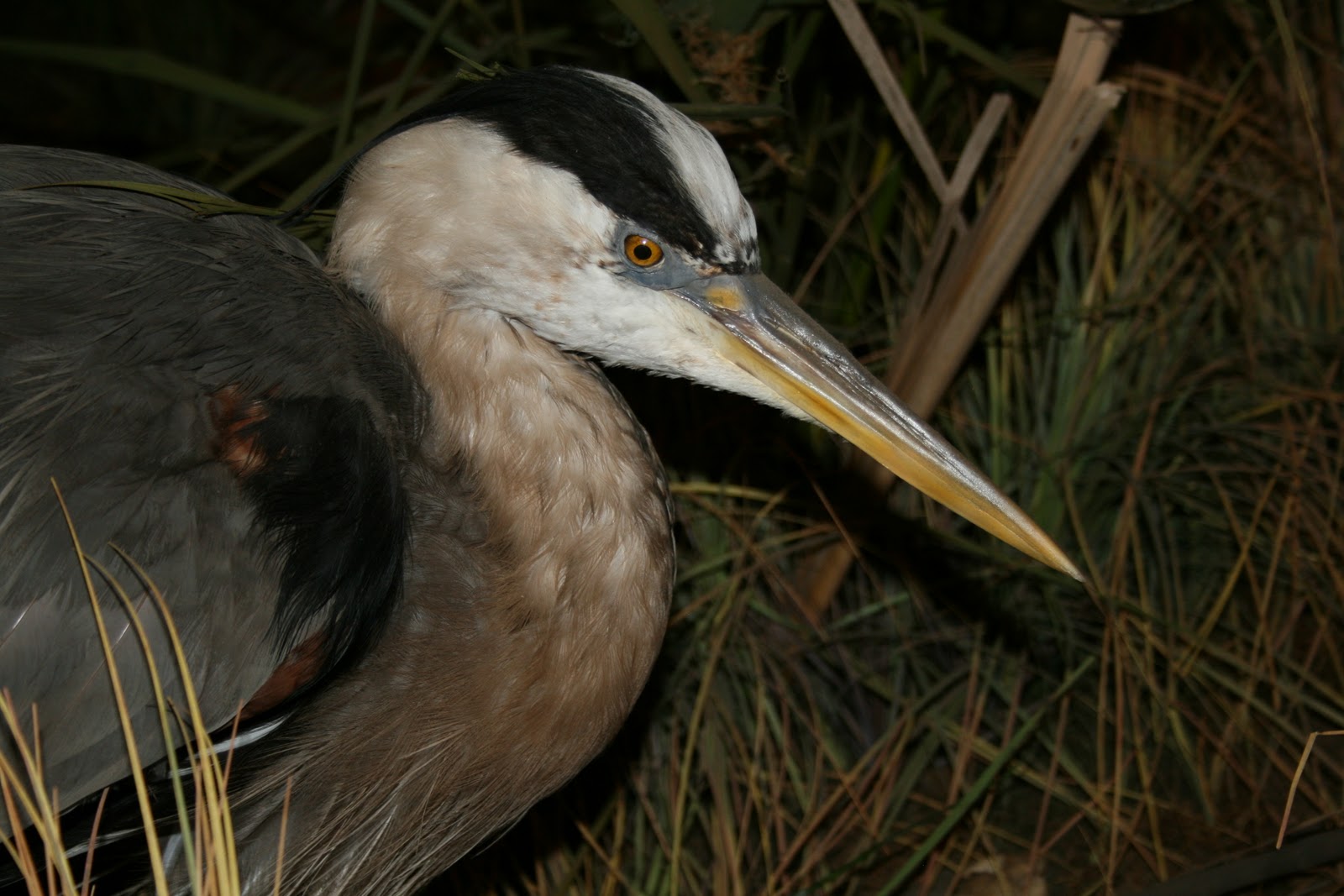 Ryan Eichenauer Photography