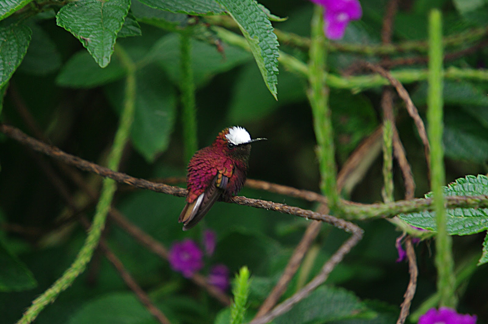 Birding Blog Foto Forum: Snow Capped Hummingbird