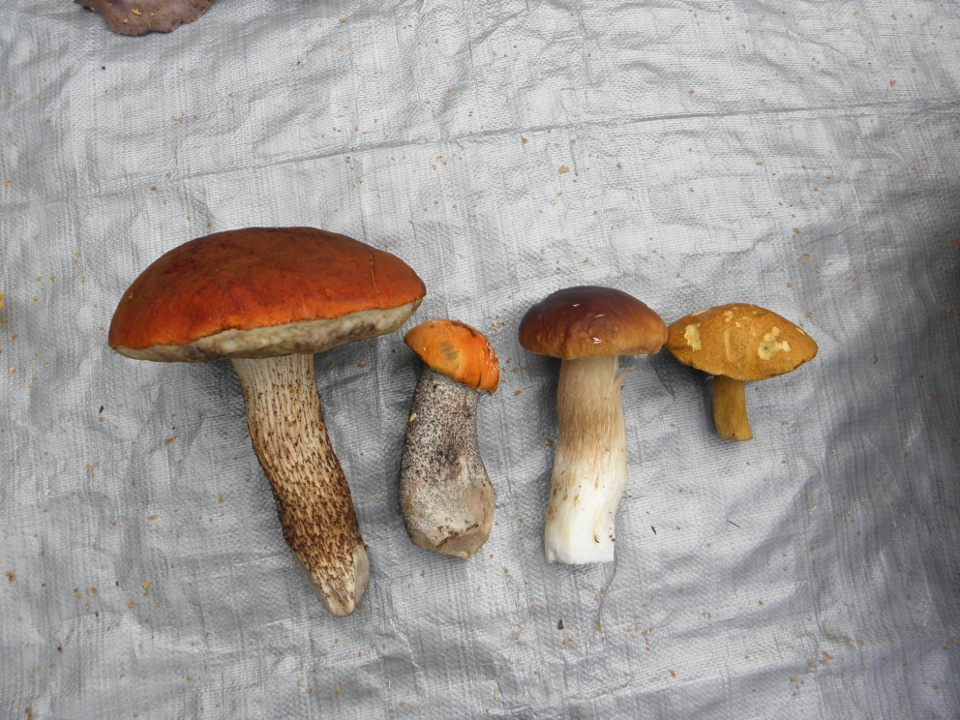 PERTTI LEHKOSEN AATOKSIA: VIELÄ SIENISTÄ, VÄHÄN MUUSTAKIN