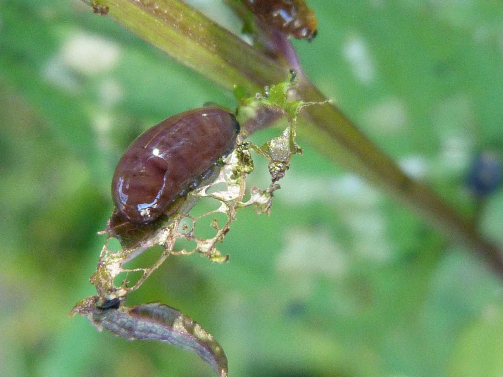 Insects of Scotland: Bees/Wasps/Ichneumons/Sawflies/Ants