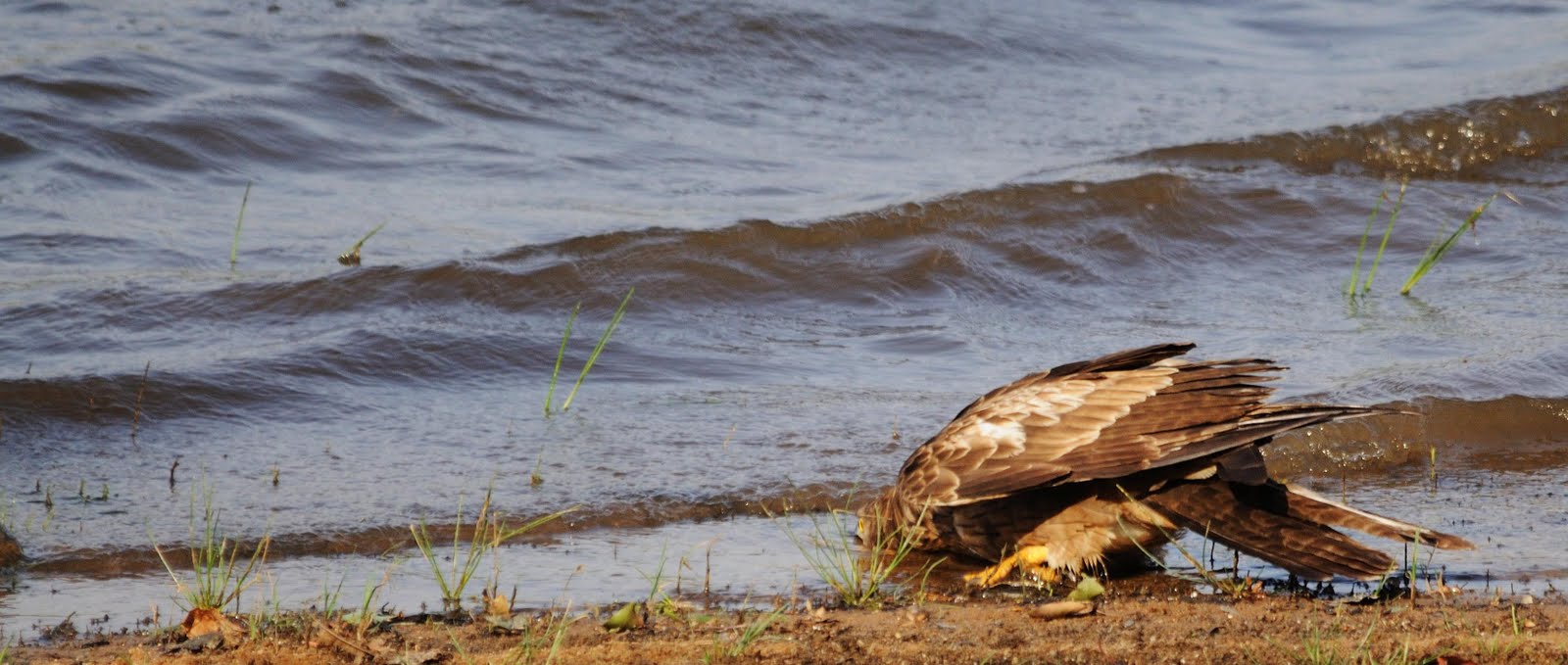 Zunka Bhakri......: On trail of Tiger @ Tadoba-Kolsa
