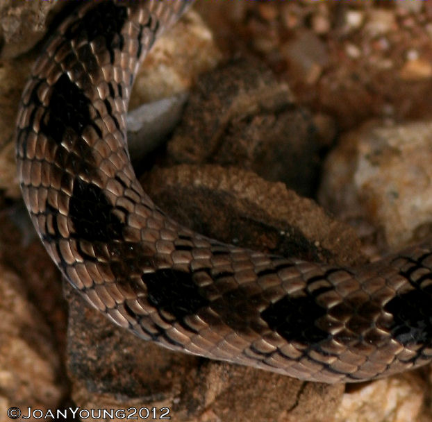 South African Photographs: Common Night Adder