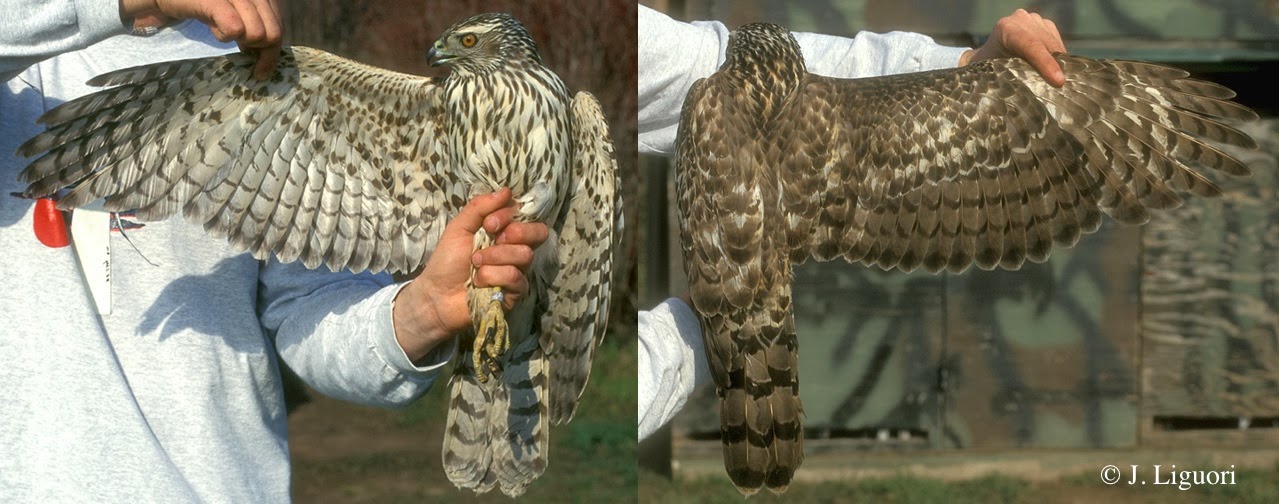 Raptor Identification and Photography: Goshawk Refresher