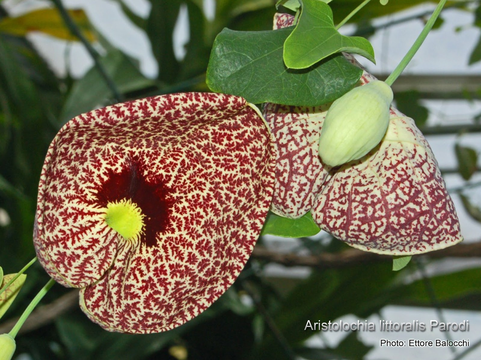 Medicinal Plants: Aristolochia littoralis / Aristolochia elegans Calico ...