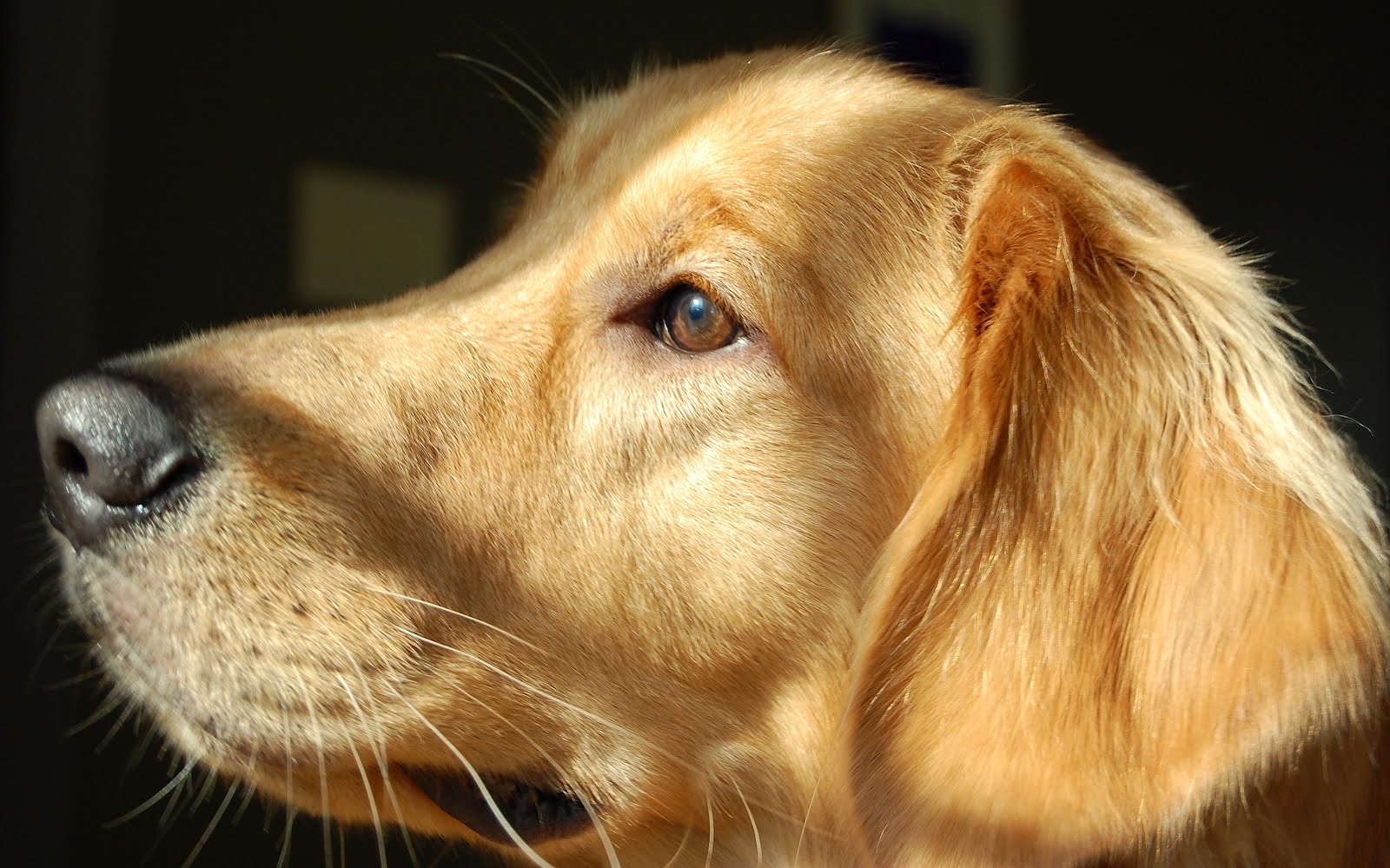Golden Retriever | Dog face, Dogs, Golden retriever