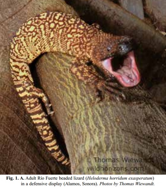 Species New to Science: [Herpetology • 2013] Taxonomic Reassessment and ...